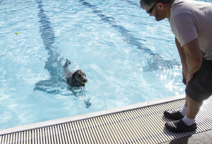 SWIMMING DOGGY STYLE: Pup paddle ends summer pool season a bit early ...