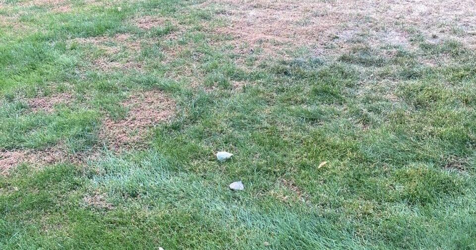 Tips for limiting the weeds that pop up in your lawn | News ...