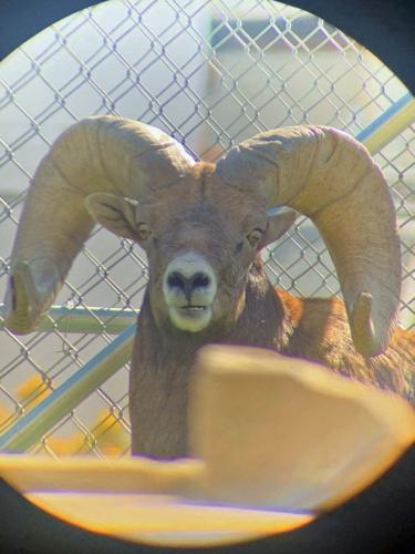 Bighorn ram slams windows at Chelan County building | Local News ...