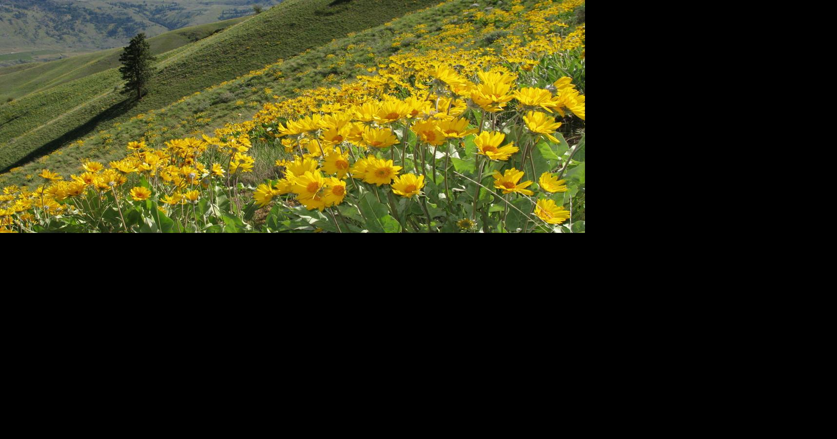 Forty for Forty: Fifty for Fifty | Outdoors | wenatcheeworld.com