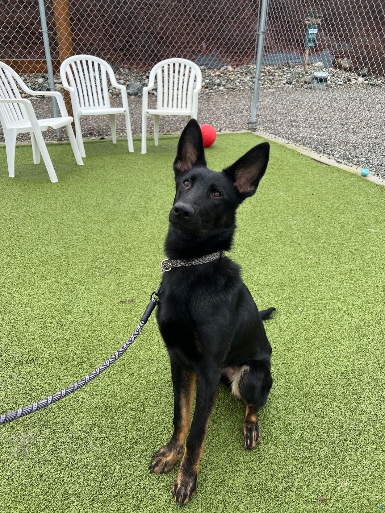 Pet of the Week | Meet Fae | News | wenatcheeworld.com