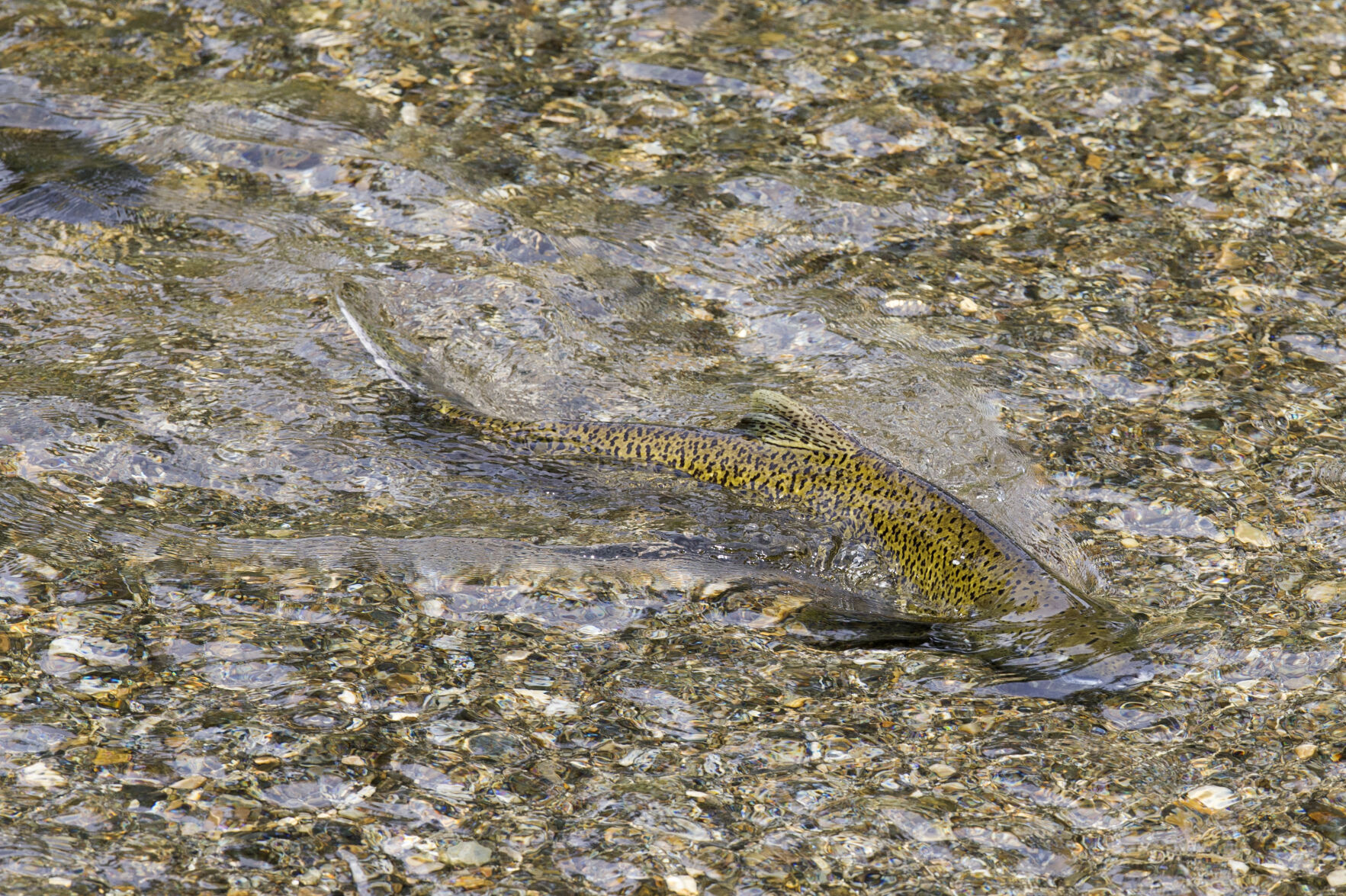 Part of Wenatchee River near Leavenworth opens for hatchery spring ...