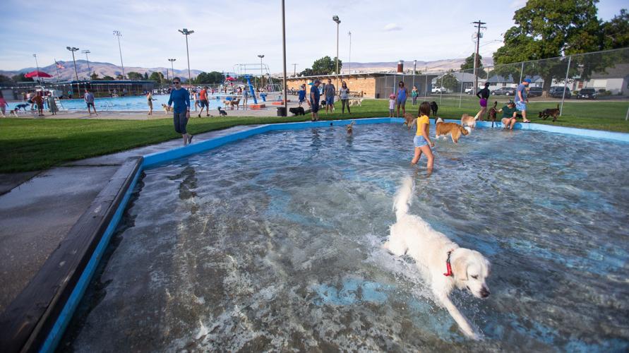 Dogs go for a swim as city pool closes for the season | News ...