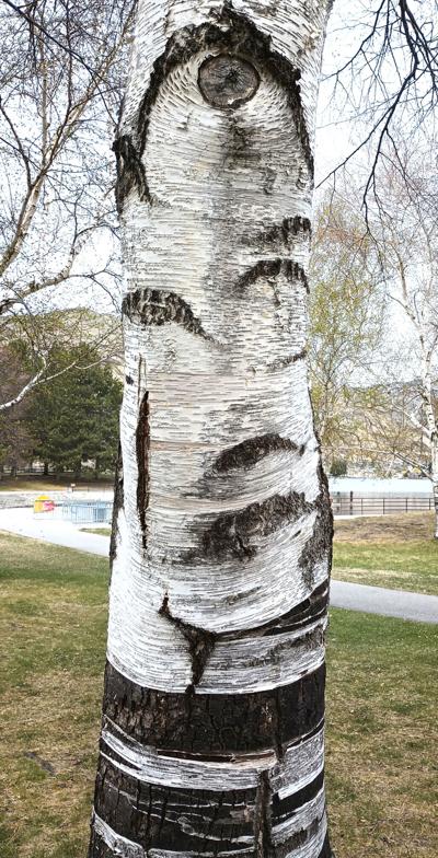 Dear Gabby | Why do trees have eyes? | Community | wenatcheeworld.com