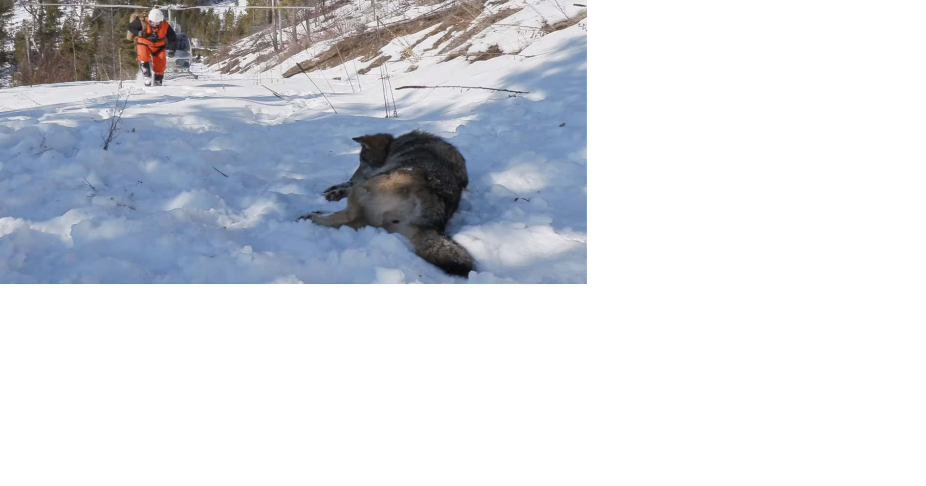 How to count a wolf: WDFW video features stunning aerial perspective ...