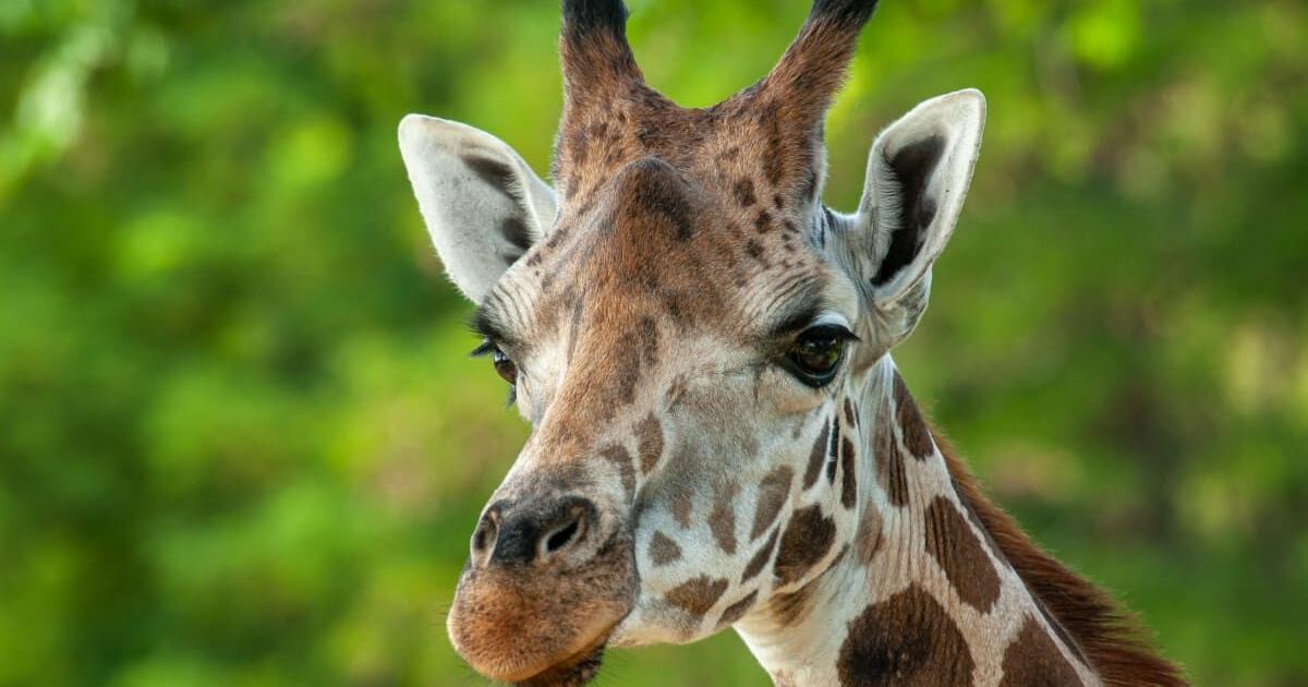 Woman’s giraffe poop collection seized at airport, ruining her art ...