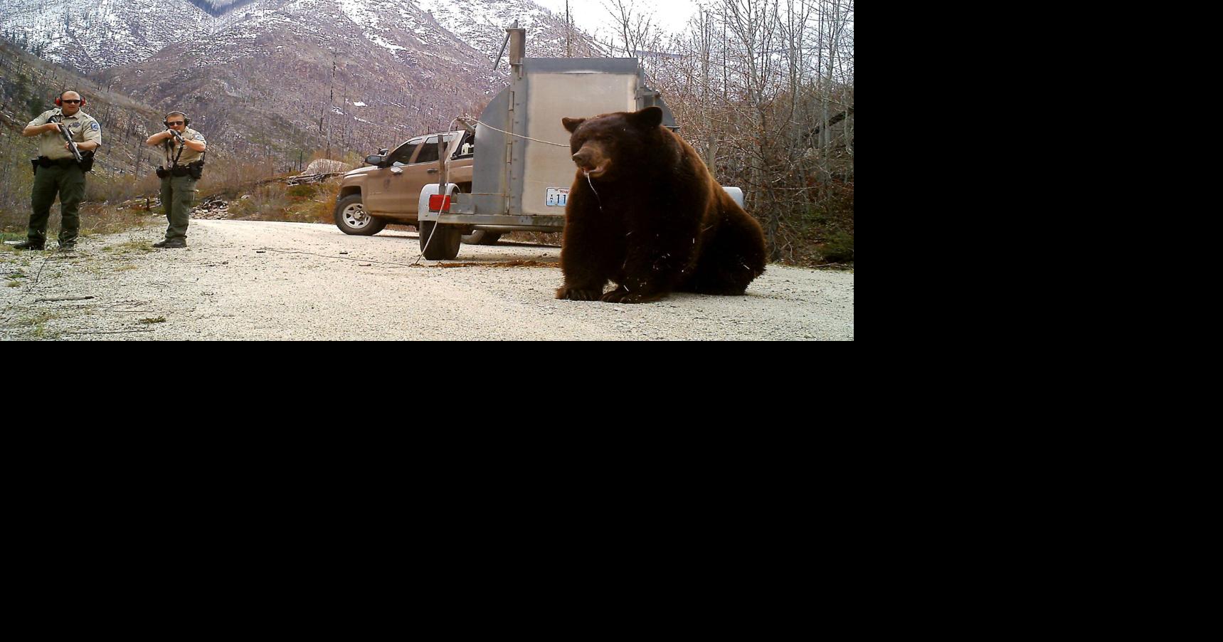 Bears are waking up — and they're hungry | Local News | wenatcheeworld.com