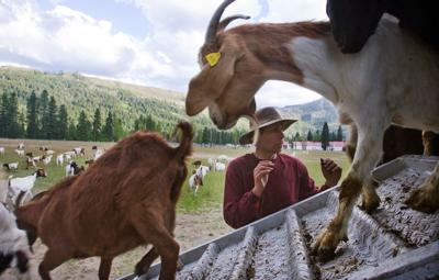 Caution: Goats at work | News | wenatcheeworld.com