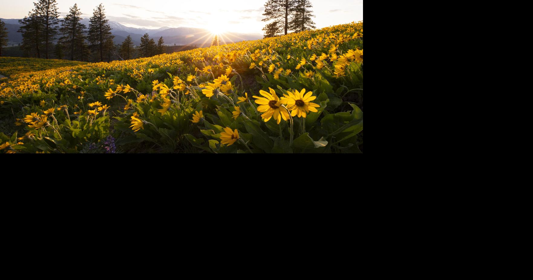 PHOTO GALLERY: Olalla Canyon Superbloom | News | wenatcheeworld.com