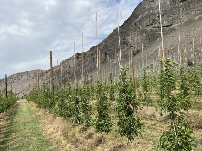 WSU researchers present new WA 64 apple in Rock Island, Quincy | Local ...
