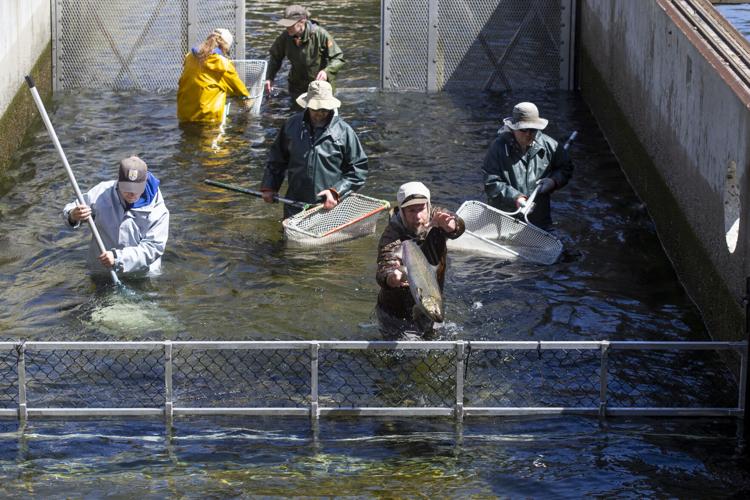 PHOTO GALLERY: Spring Chinook return to hatchery | News ...