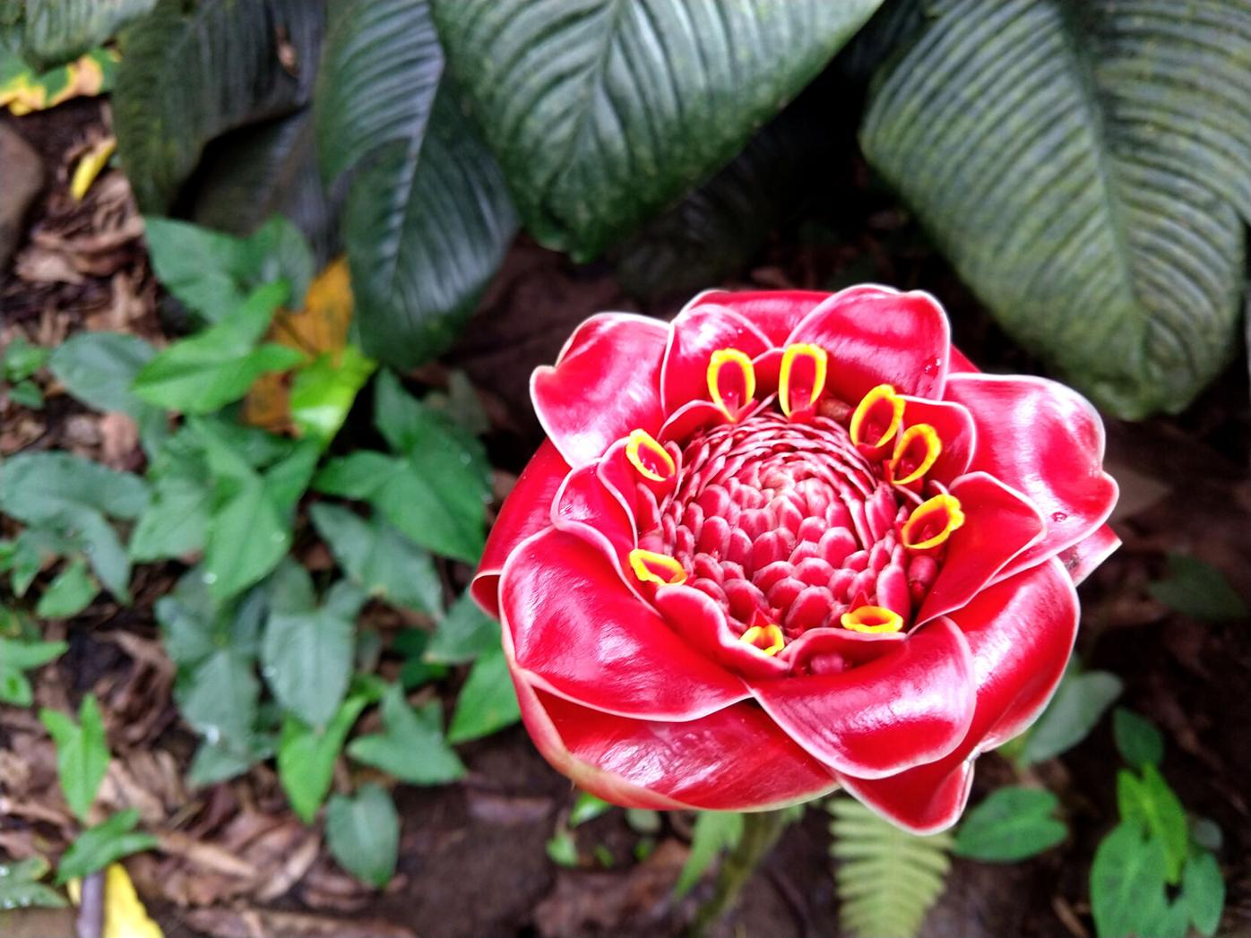 Rainforest Plants And Flowers Of Brunei Darussalam | Best Flower Site