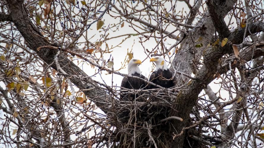 Community Connections | Envisioning the future for the Horan Natural ...