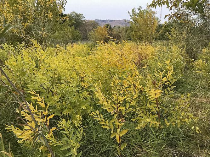 Community Connections | Envisioning the future for the Horan Natural ...