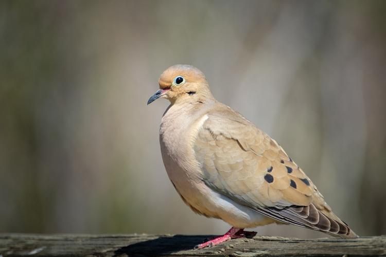 Community Connections | Envisioning the future for the Horan Natural ...