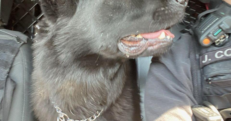 New drug dog, Maverick, joins East Wenatchee Police Department | Local ...