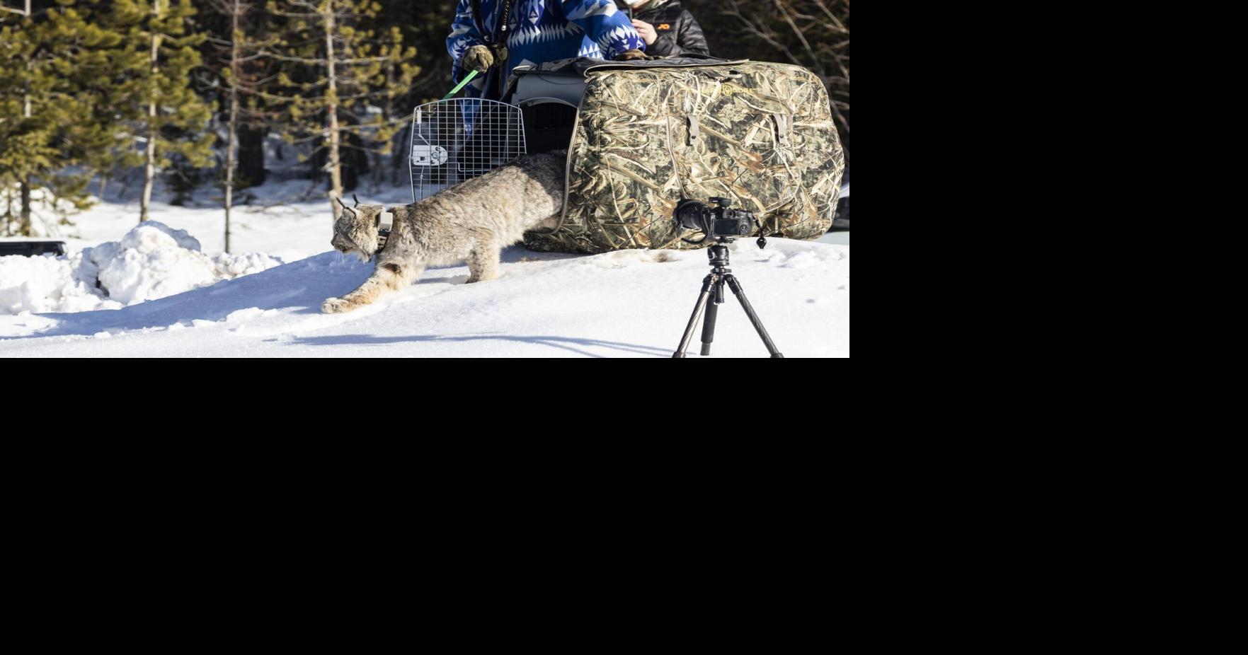 Colville Tribe working to restore lynx to ancestral lands | Local News ...