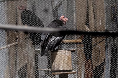 8 young condors will spread their wings in Central California ...