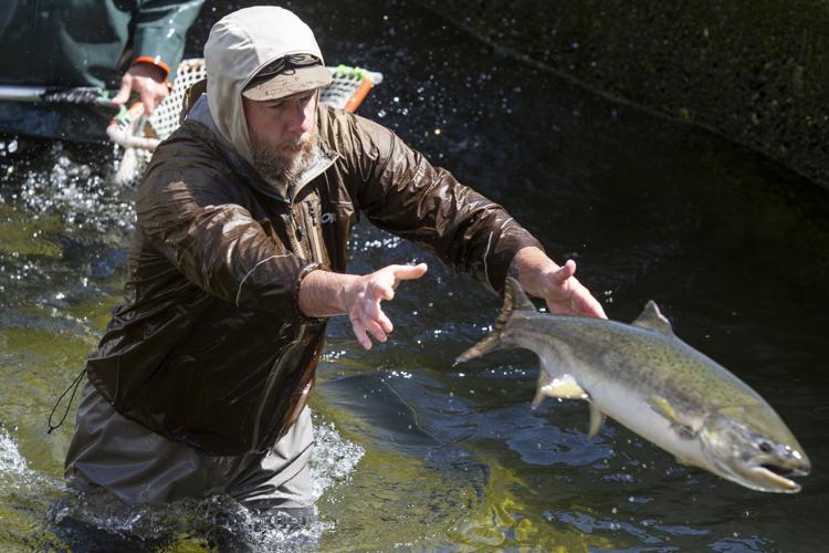 PHOTO GALLERY: Spring Chinook return to hatchery | News ...