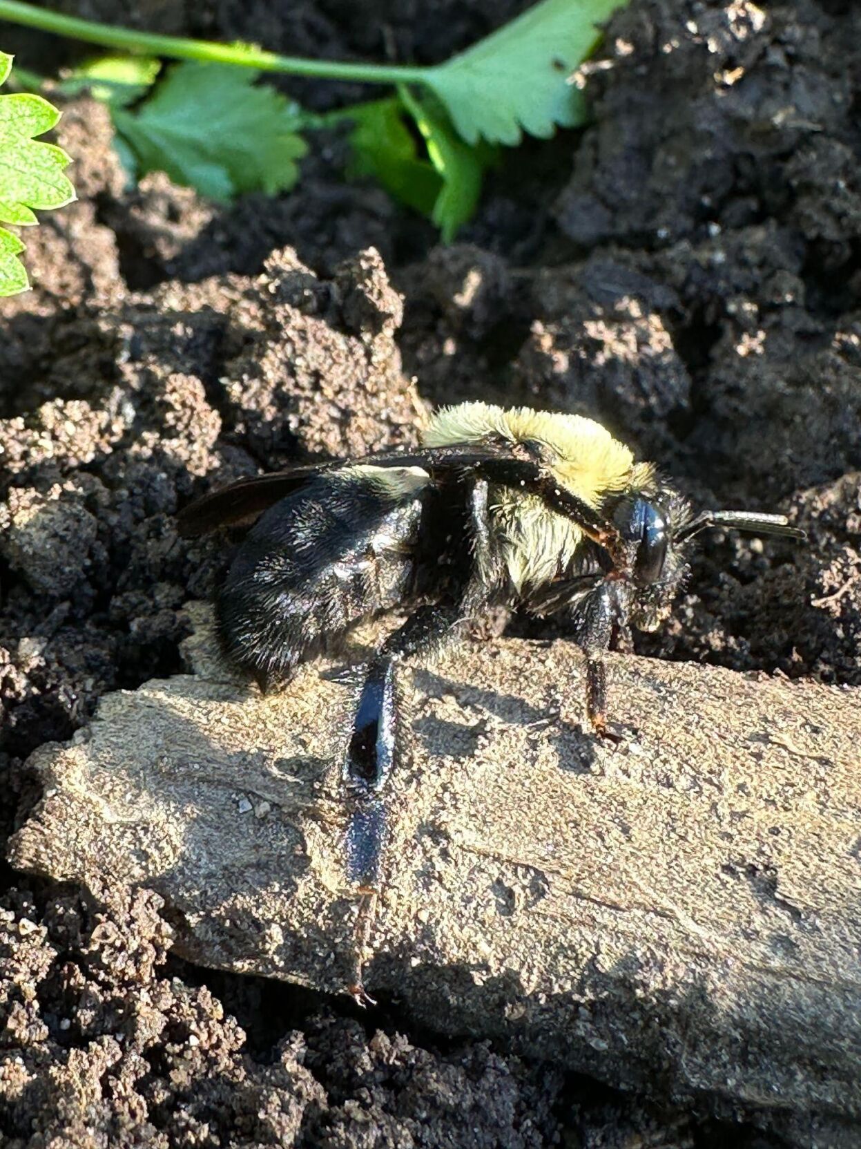 Bumble bees spend most of their lives underground | lifestyles ...