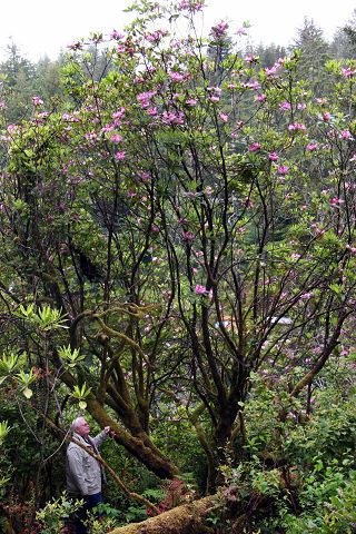 Oregon rhododendron largest in country | At Home | wenatcheeworld.com