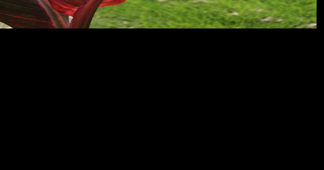 You, too, can multiply your bulb-type plants | News | wenatcheeworld.com