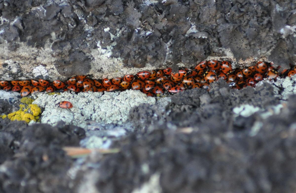 Where do our garden insects go in winter? | News | wenatcheeworld.com