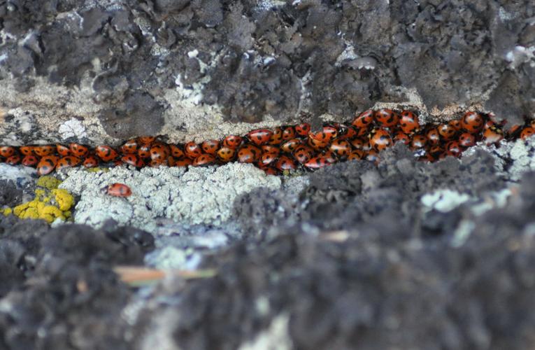 Where do our garden insects go in winter? | News | wenatcheeworld.com