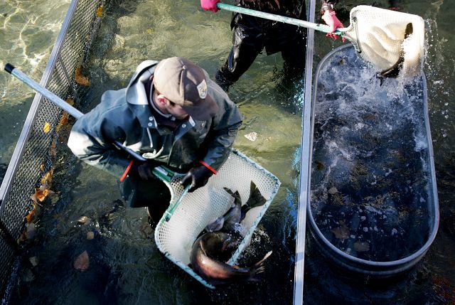 Flopping fish Entiat hatchery switching from chinook to coho | Local ...