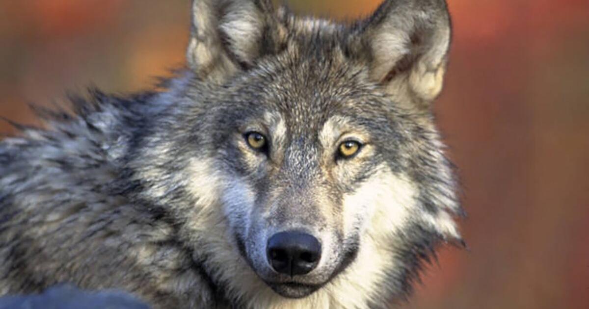 WDFW won't kill any Leadpoint pack wolves in northeast WA | Local News ...