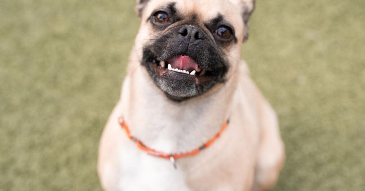 Pet of the Week | Emma | Empire Press | wenatcheeworld.com