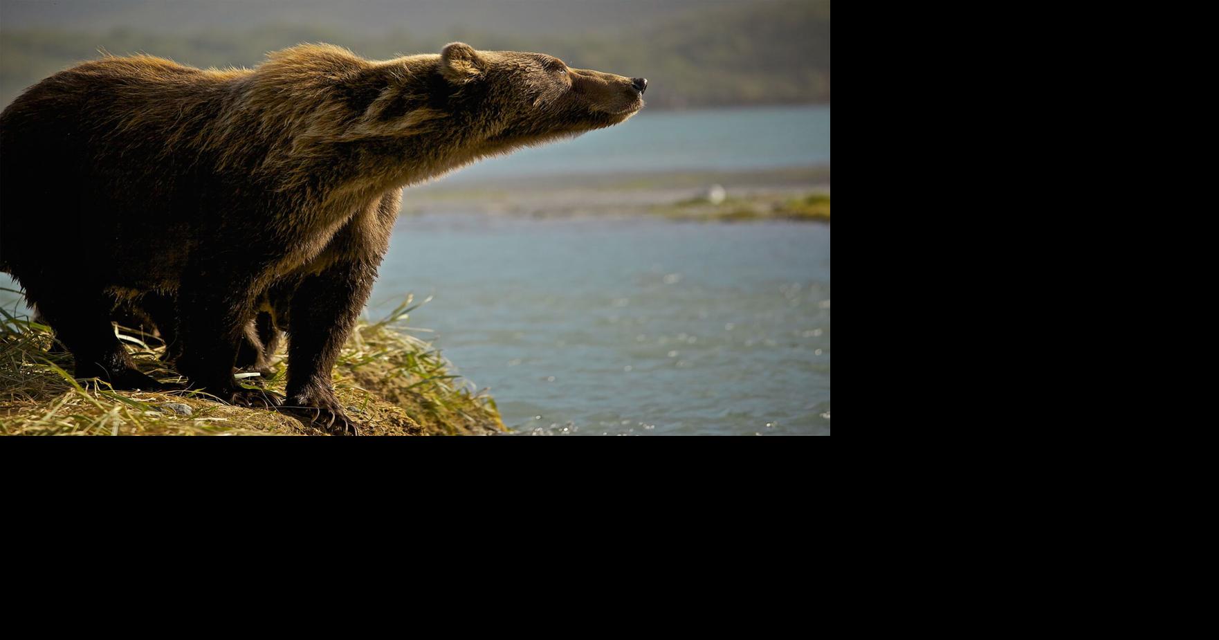 Public comment period open on grizzly bear reintroduction proposal | News | wenatcheeworld.com