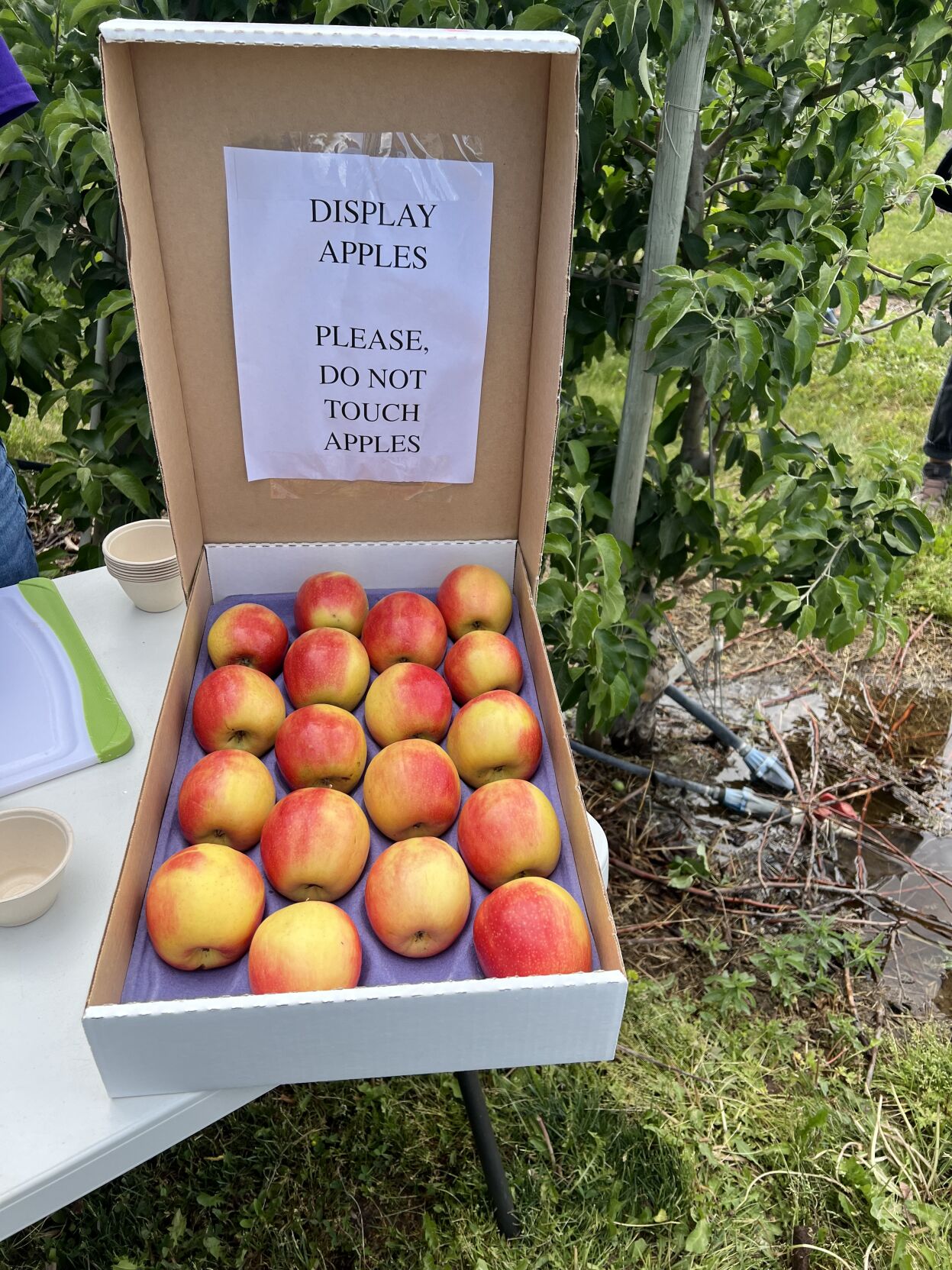 WSU researchers present new WA 64 apple in Rock Island, Quincy | Local ...