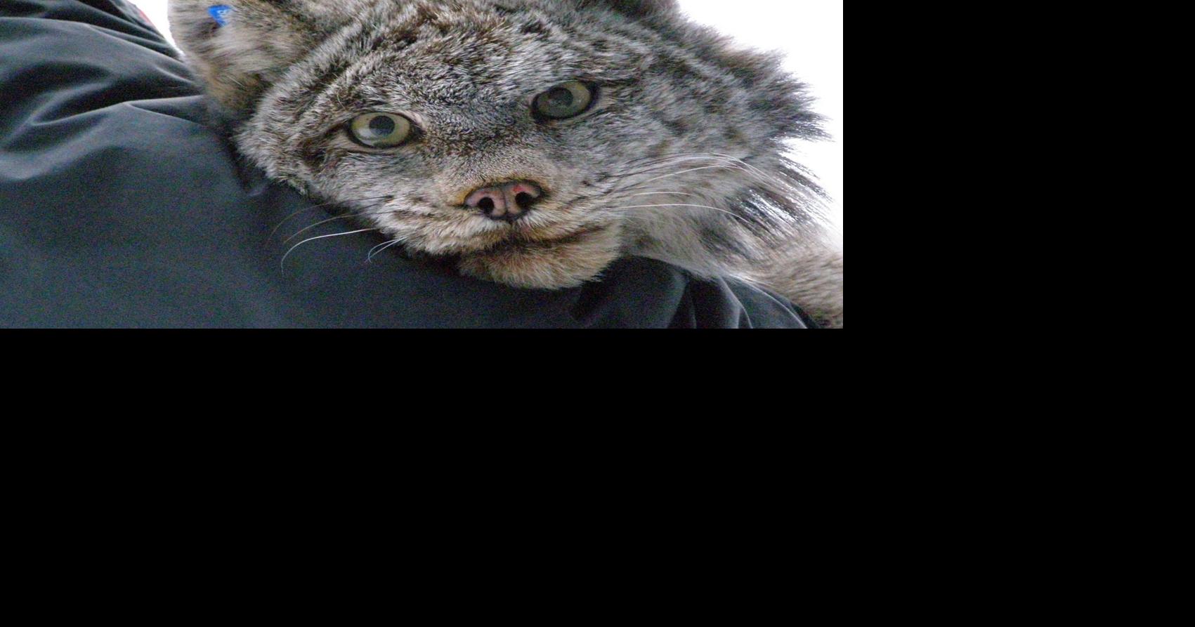 Could prescribed fires offer the best protection for Washington's lynx ...