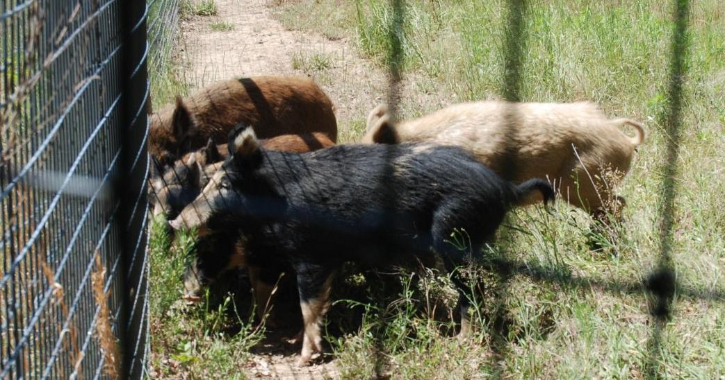 Feral hog damage to Louisiana farms now estimated at $74 million | News ...