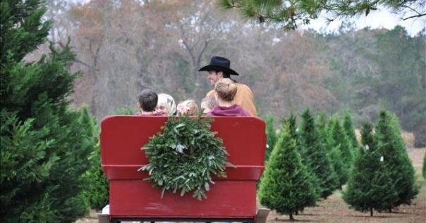 Fall Harvest Festival set Saturday at Grant Christmas Tree Farm ...