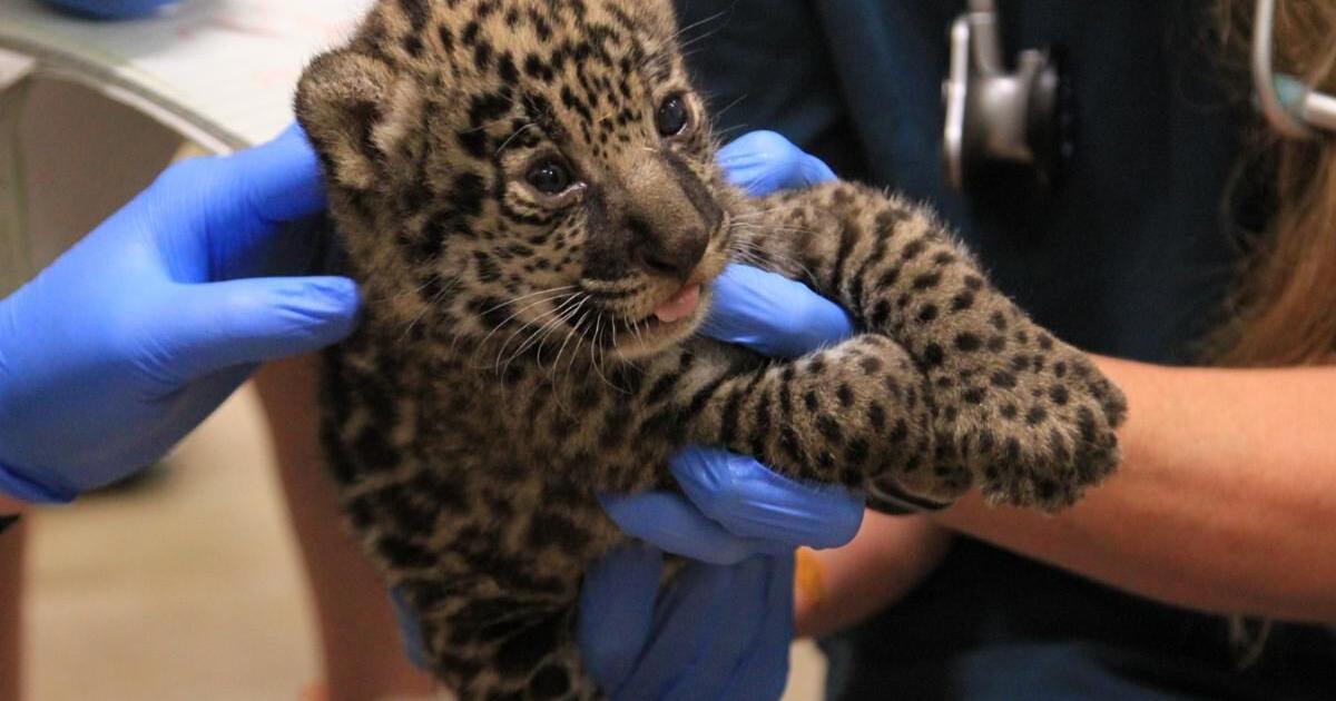 A New Spot is on the Map in Alexandria: Jaguar Cub Born July 31 | News ...