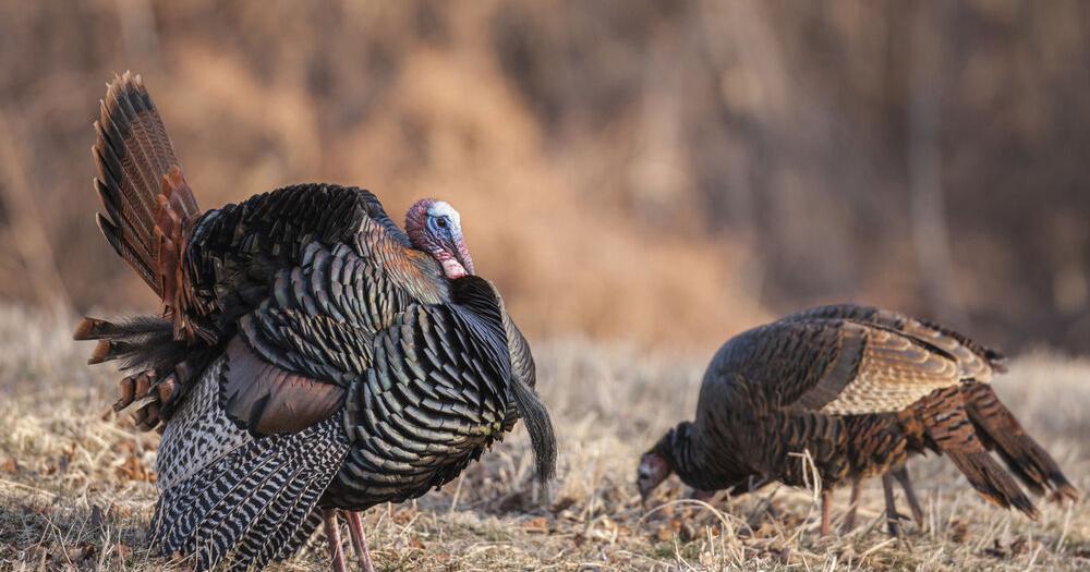 Reminder! LDWF Wild Turkey Population Survey Available Online for ...