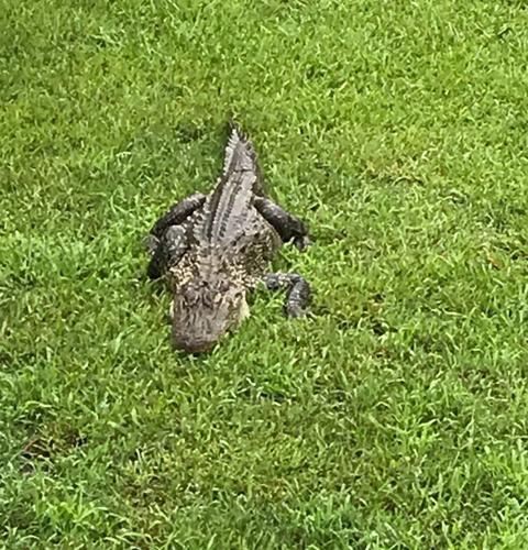 LDWF Announces Alligator Lottery Hunts | News | westcentralsbest.com