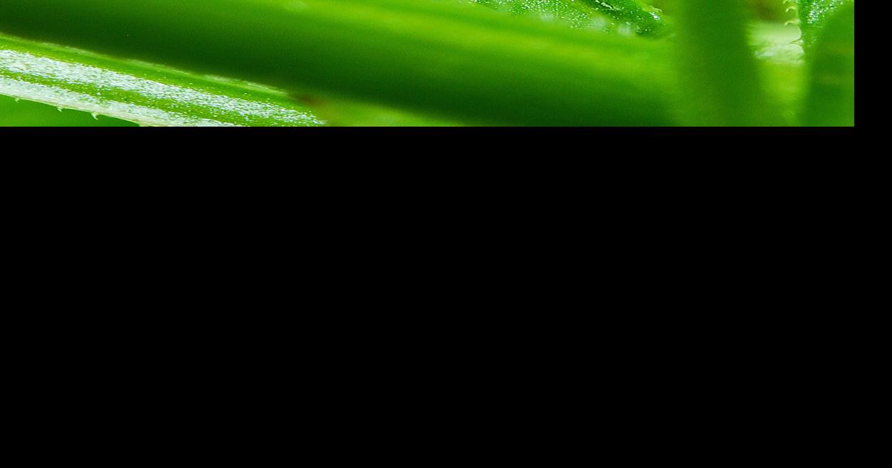 GUEST COLUMN: Asian lady bugs | News | westcentralsbest.com