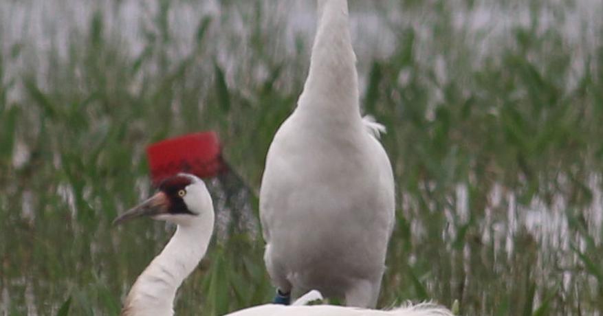Historic Hatch: Whooping crane hatches in wild in Louisiana for first ...