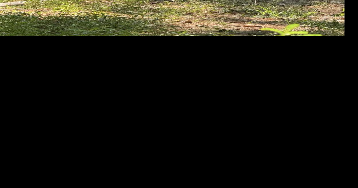 SDFD: FIre Destroys Mobile Home On Blackmon Road | News ...