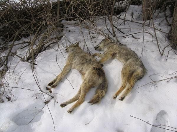 Coyote killings return to London | News | westerngazette.ca