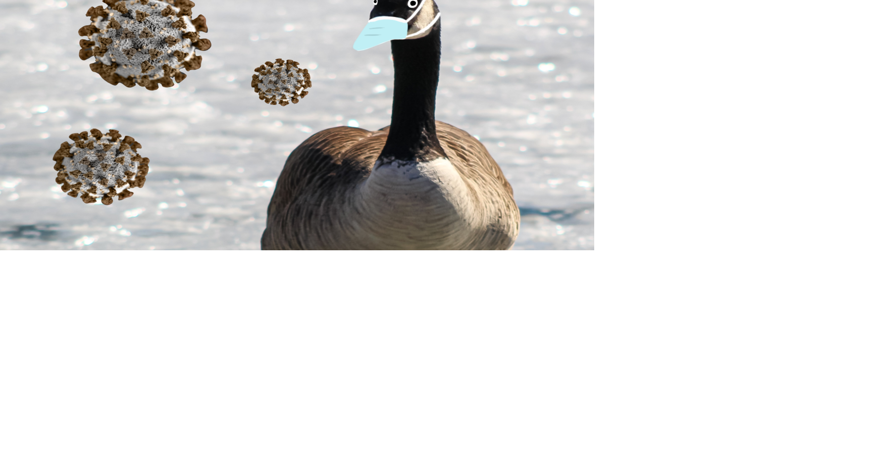 New virus GOVID-19 traced to Western geese | Spoof | westerngazette.ca