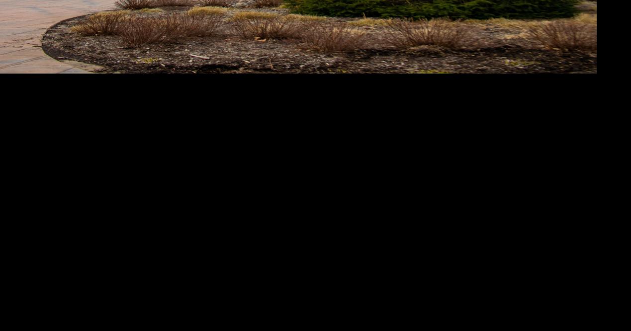 WMU receives Tree Award for fifteenth year in a row | News ...