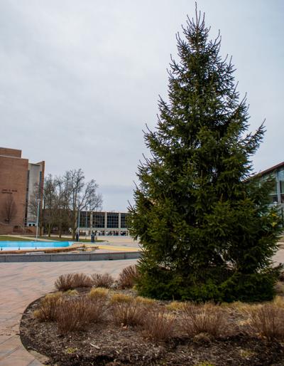 WMU receives Tree Award for fifteenth year in a row | News ...