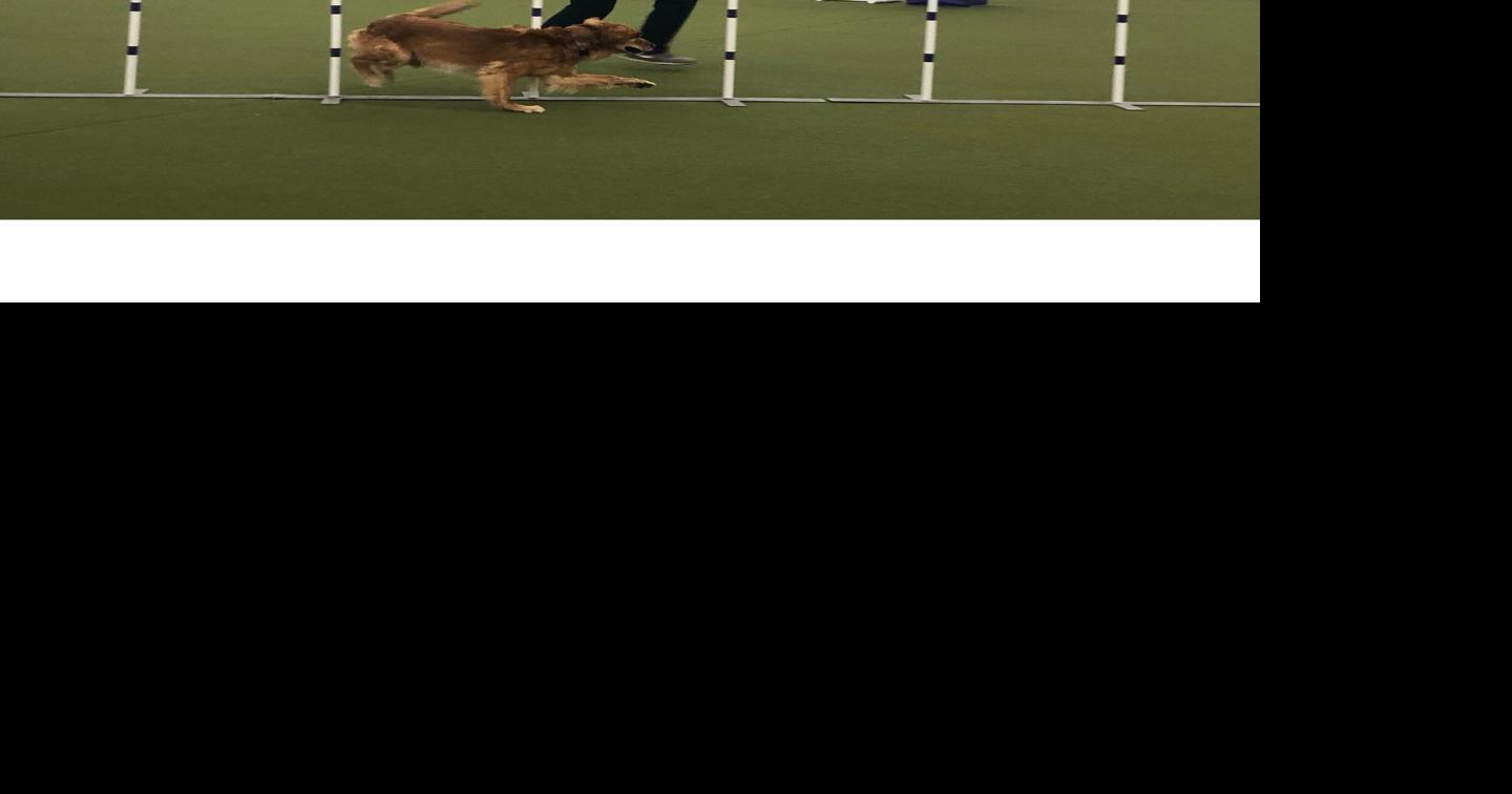 Business works to bring out the best in potentially champion dogs ...