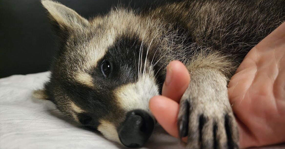 ROCKY RIVER: The tale of Starling: A remarkable raccoon rescue | News ...