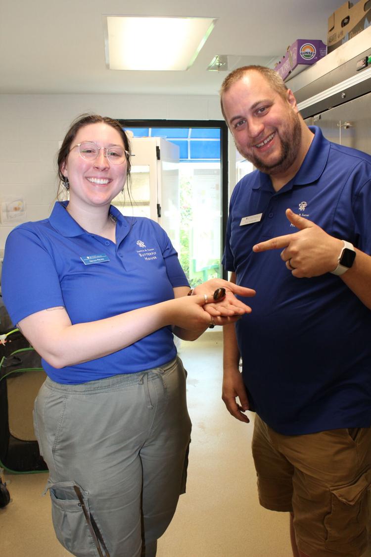 Mutant cockroach has Butterfly House, scientific community all aflutter ...