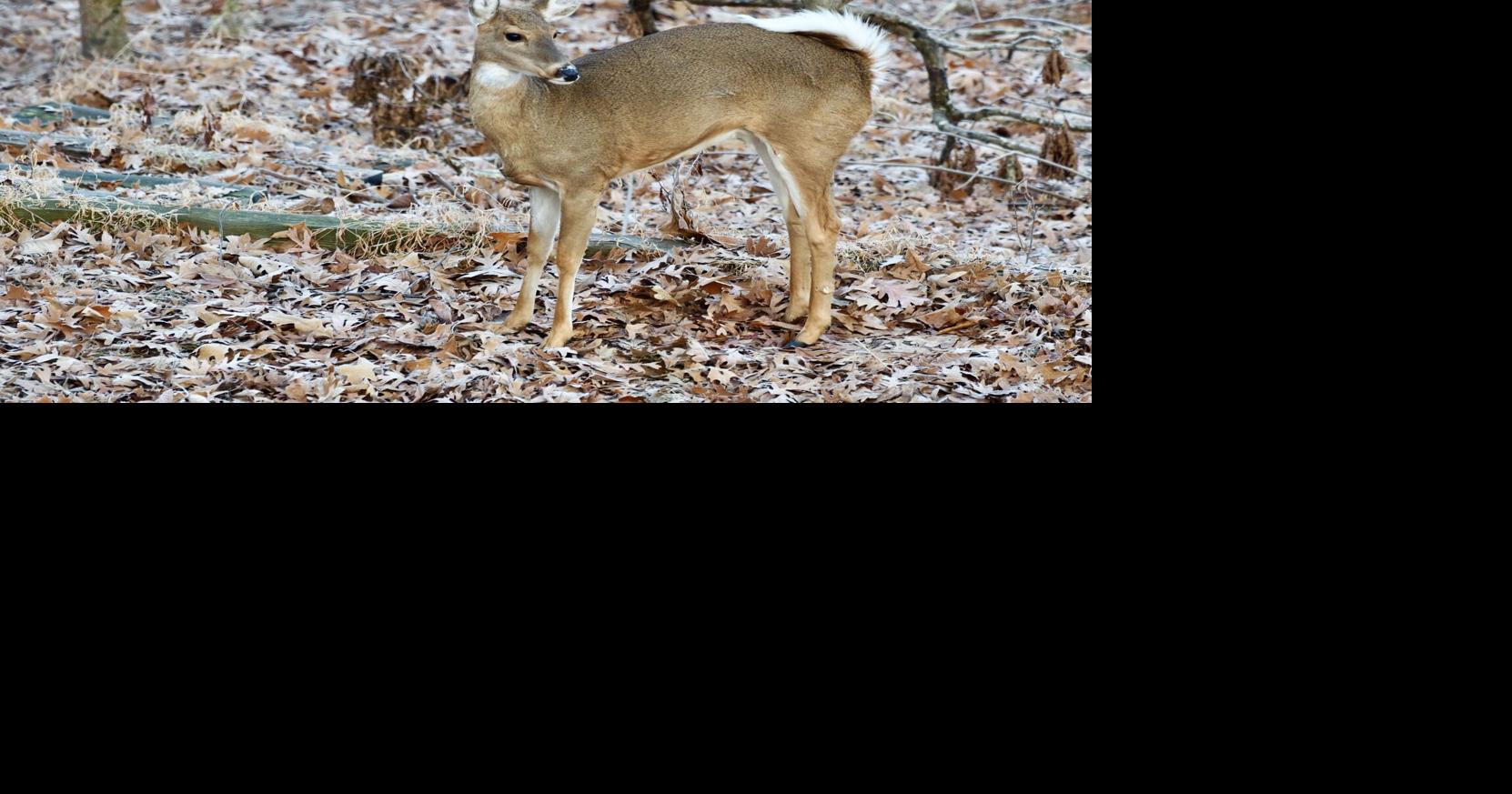 Deer culling agreement with White Buffalo Inc. introduced | West County ...